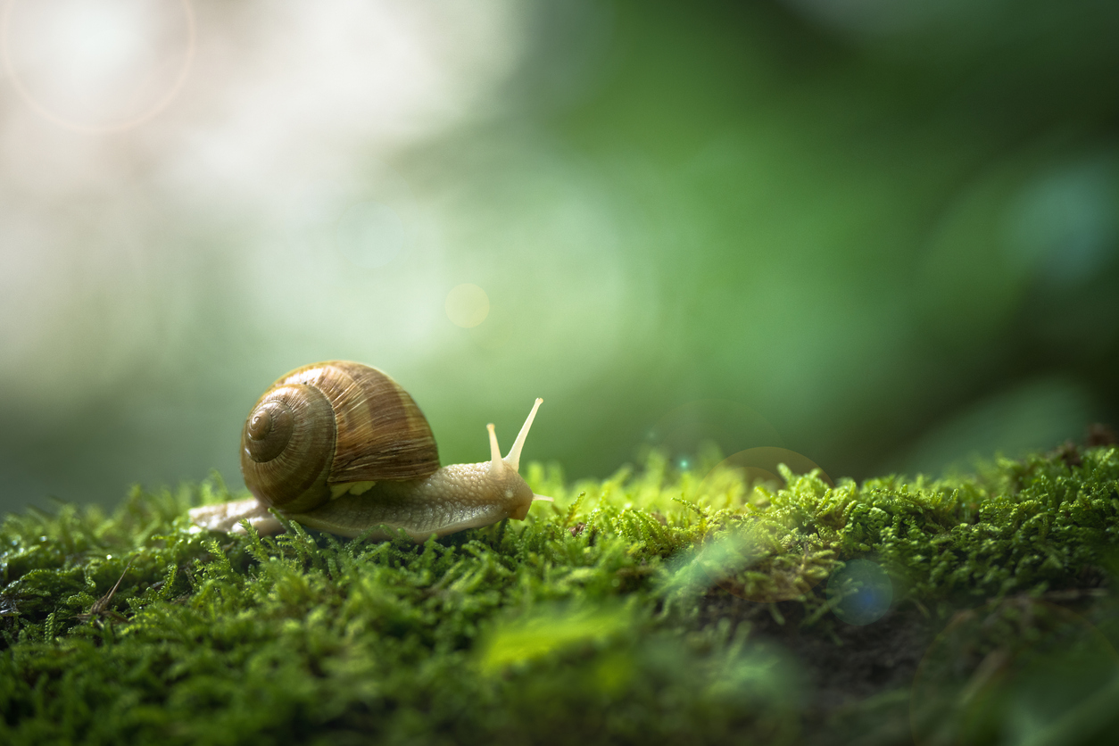 When moving at a snail’s pace is a good thing